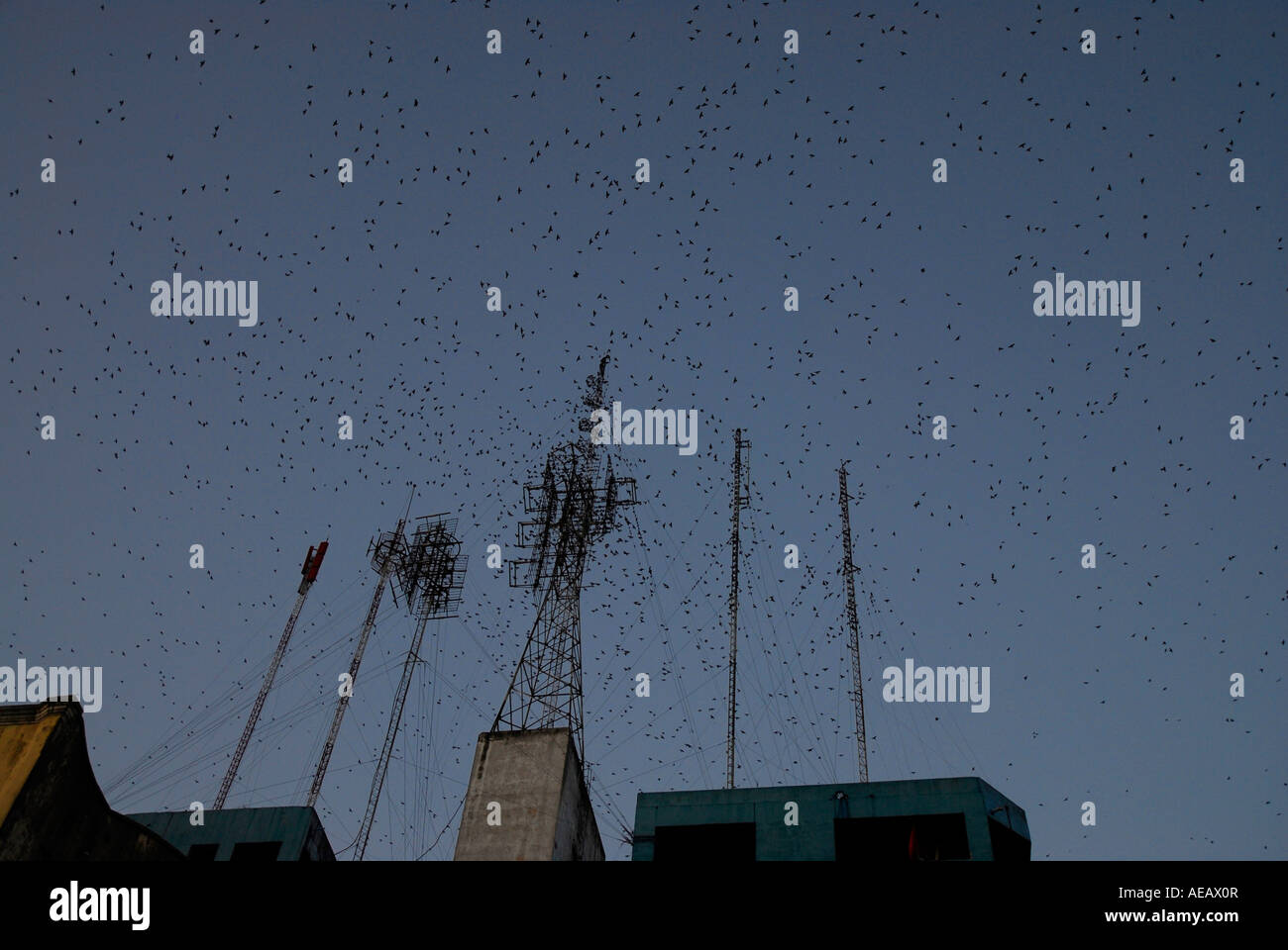 Southern Martin (Progne elegans) huge flock forming to roost in the ...