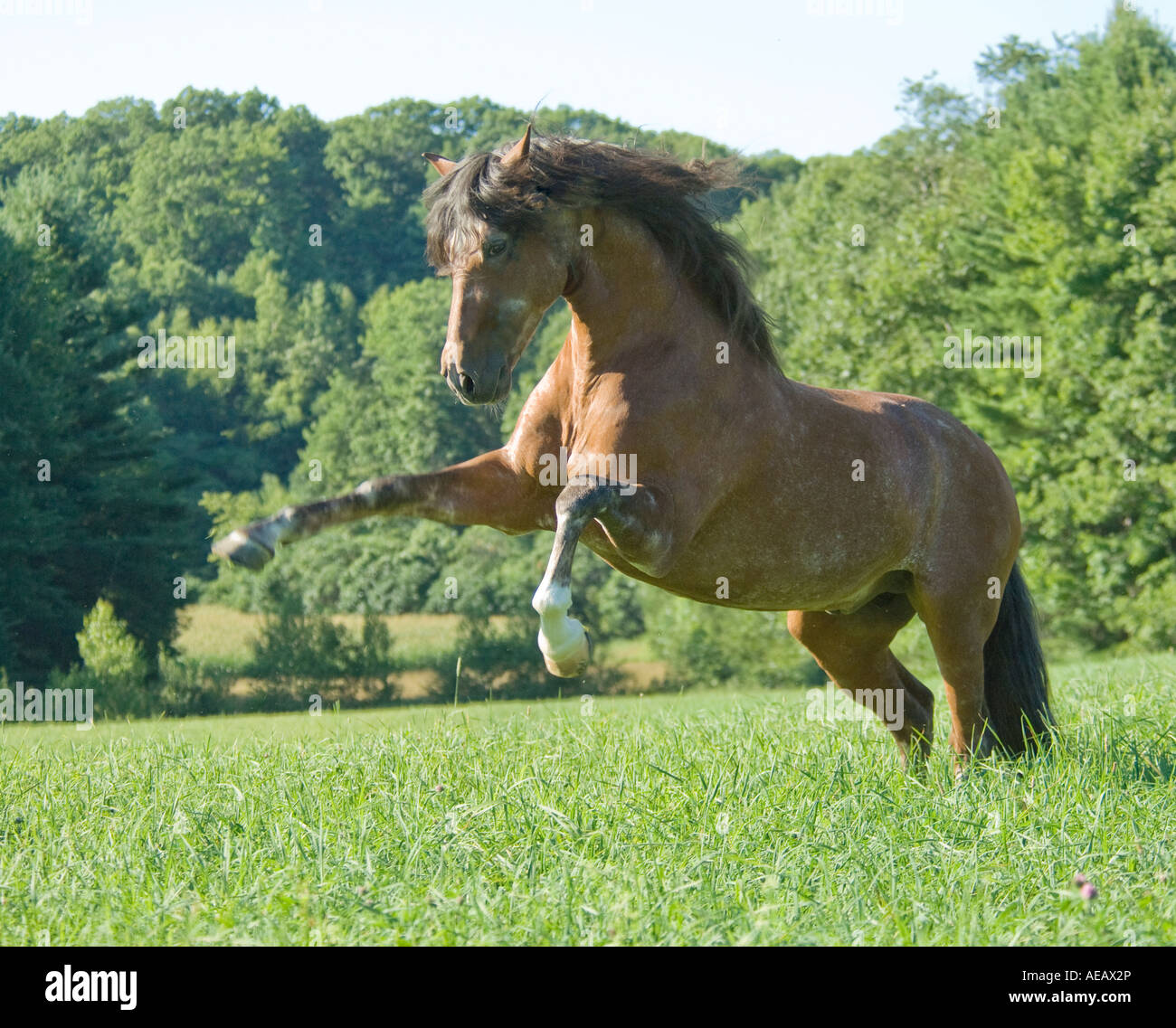 Rearing andalusian horse hi-res stock photography and images - Alamy