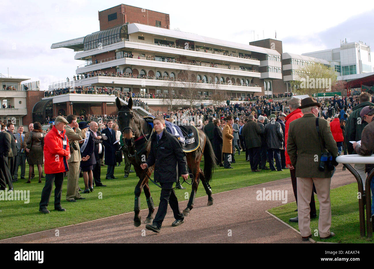 Racing scene at the Cheltenham Races Festival Racehorse led through ...