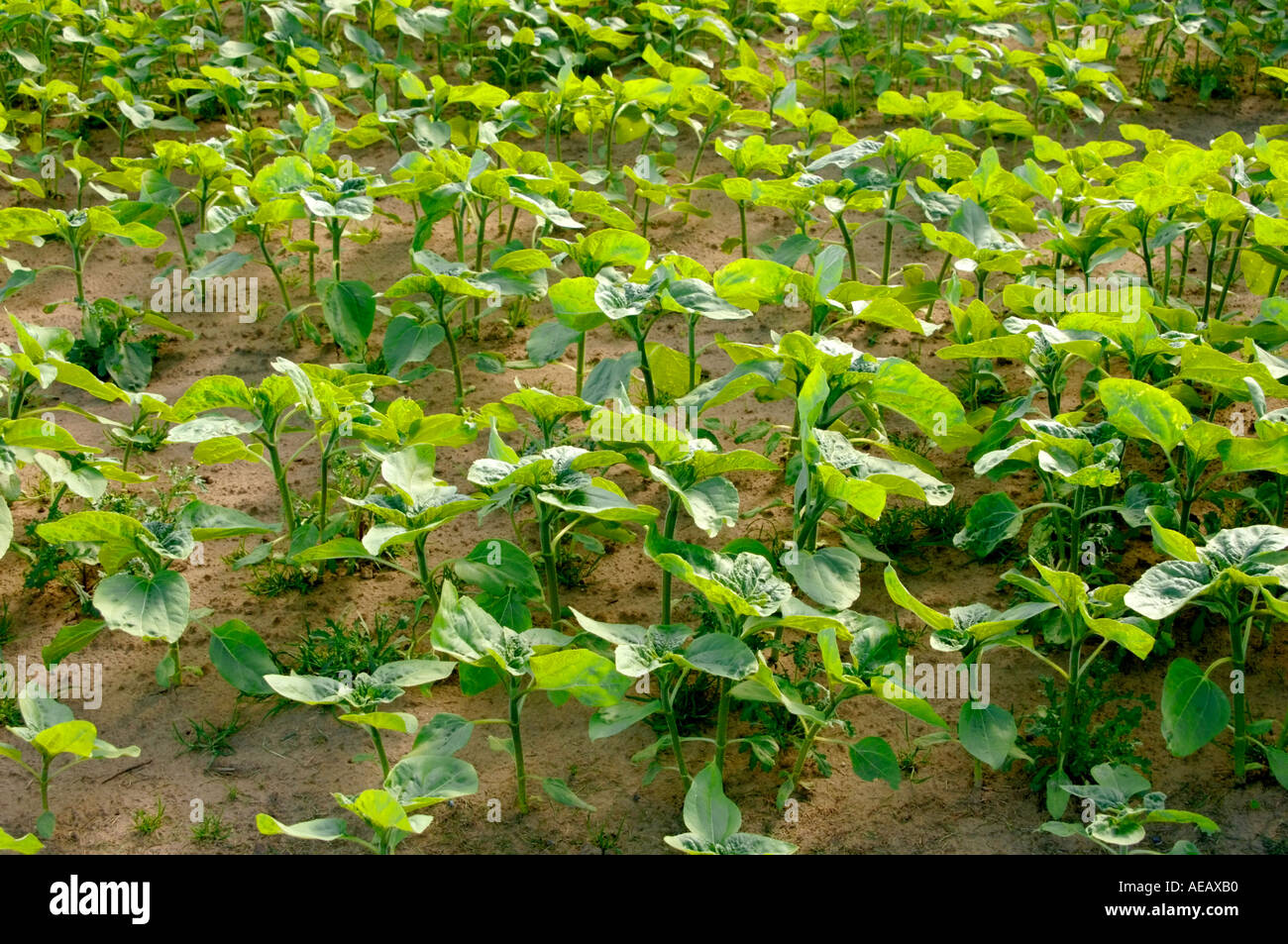 crops arable farming farmland green Stock Photo - Alamy