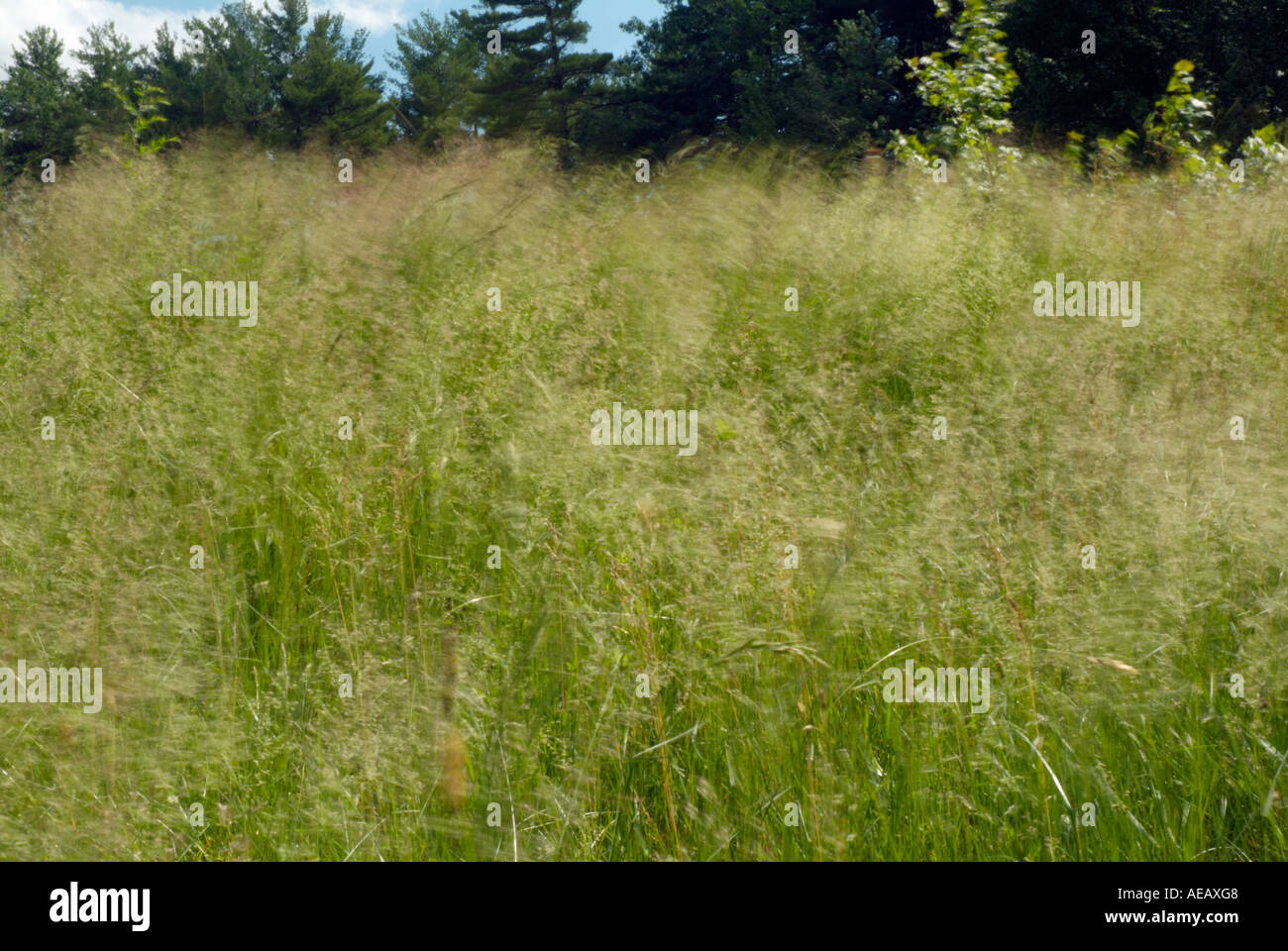 Grass blowing in the wind Stock Photo - Alamy