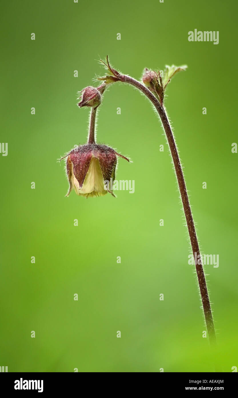 Purple aven flower hi-res stock photography and images - Alamy