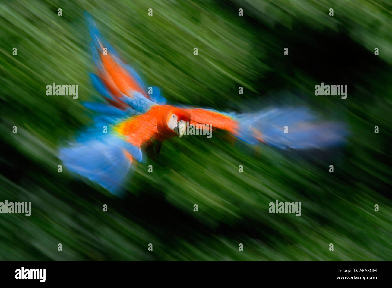 SCARLET MACAW PARROT flying Ara macao Stock Photo - Alamy