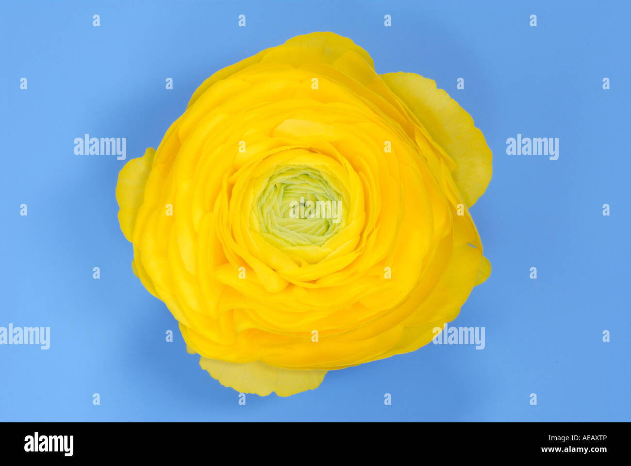 Yellow ranunculus flower ranunculaceae hi-res stock photography and ...