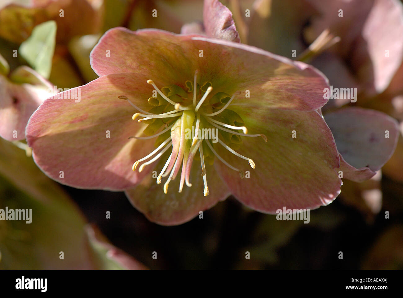 Downward facing flower hi-res stock photography and images - Alamy