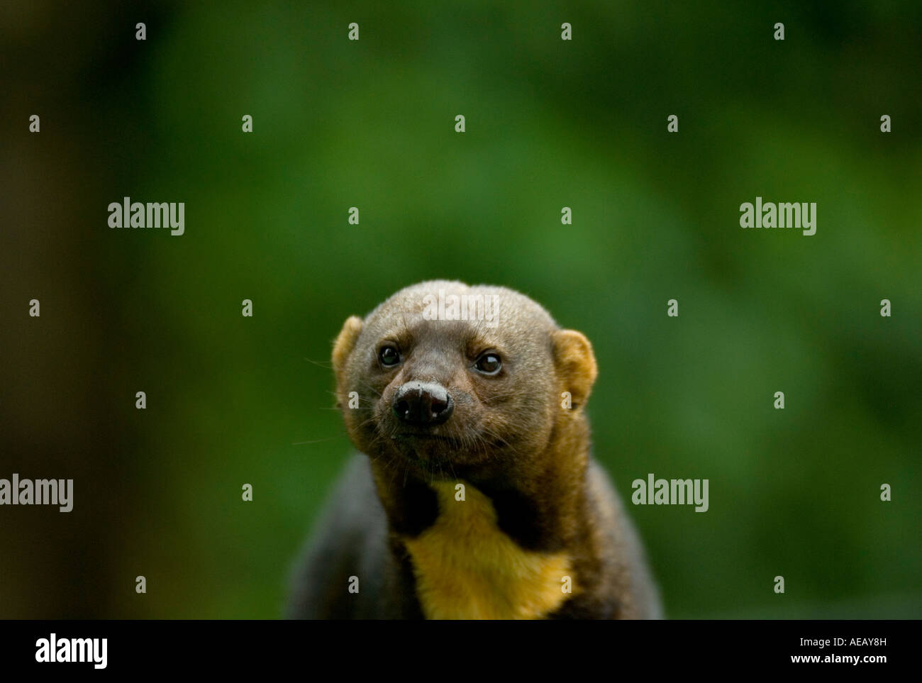 TAYRA Eira barbara Stock Photo - Alamy