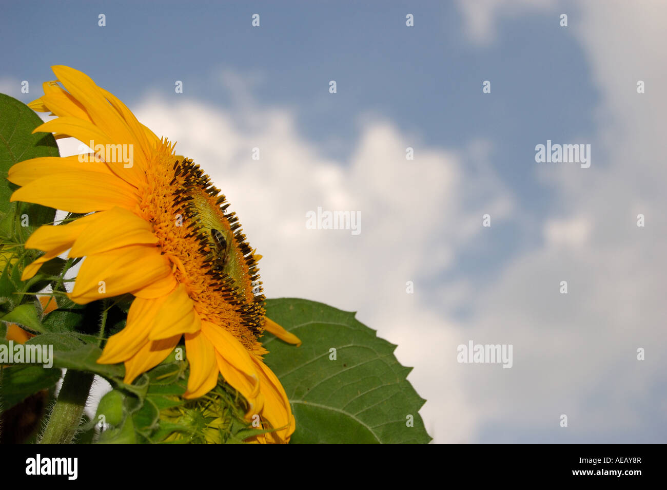sunflower on sky background Stock Photo - Alamy