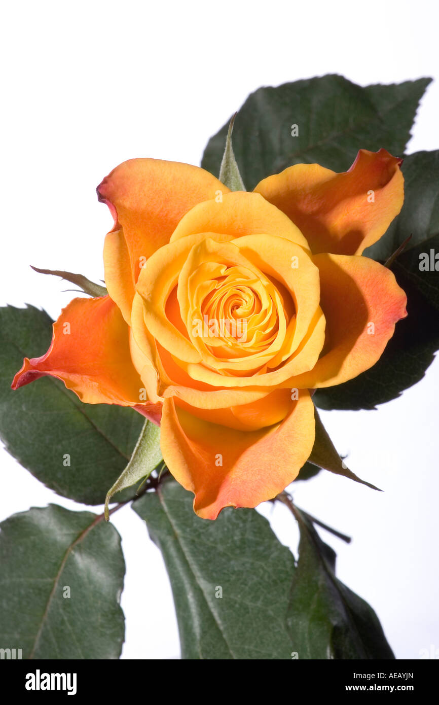 Amber rose High Resolution Stock Photography and Images - Alamy