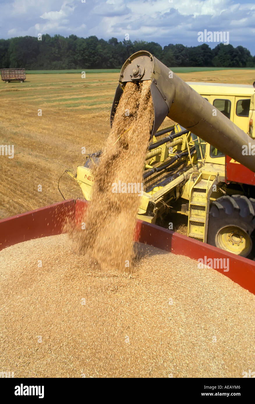 Midwest wheat farm near Shipshewana Indiana IN Stock Photo - Alamy