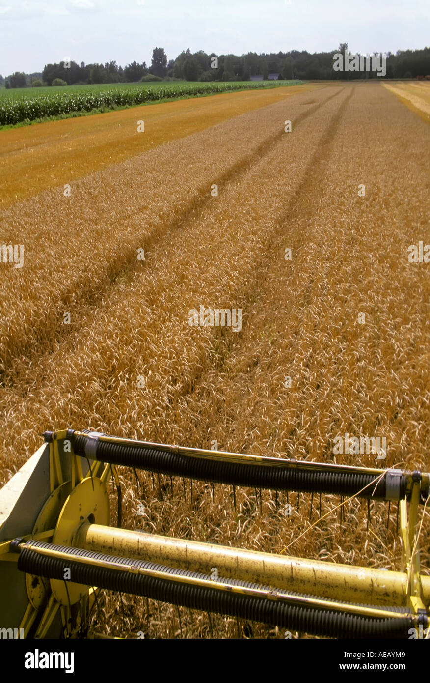 Midwest wheat farm near Shipshewana Indiana IN Stock Photo - Alamy