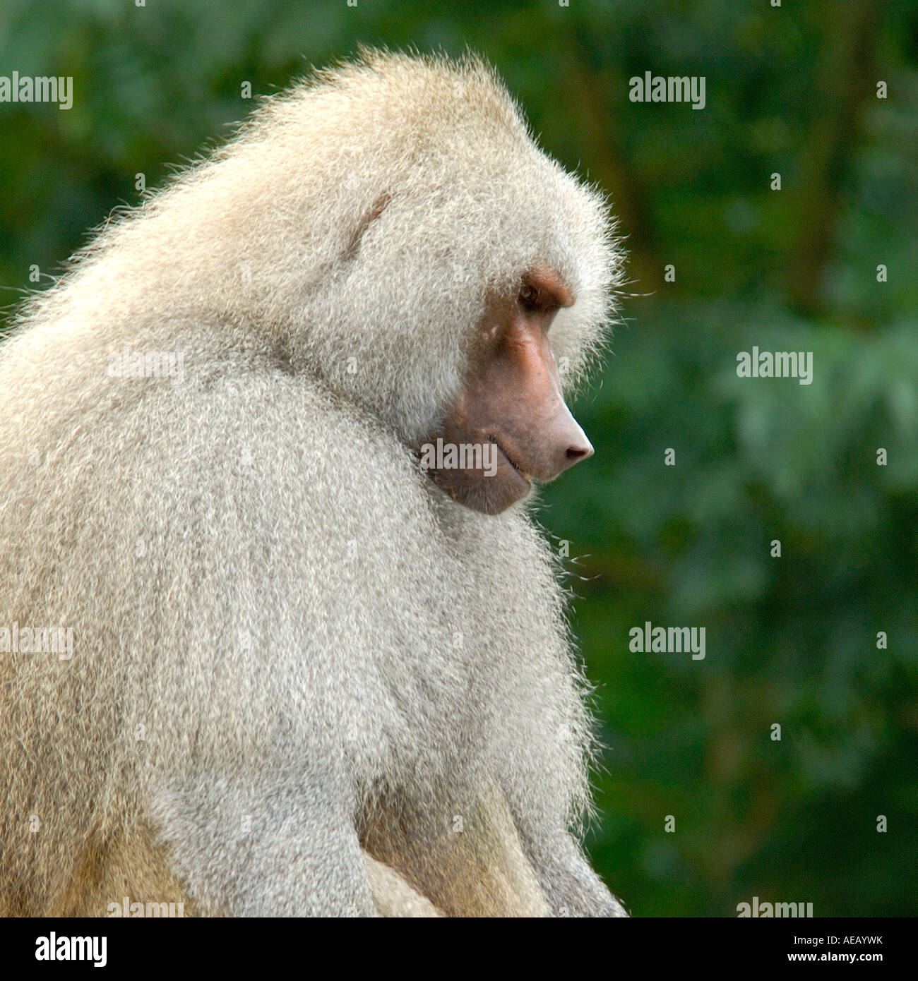 Unhappy miserable african animal hi-res stock photography and images ...