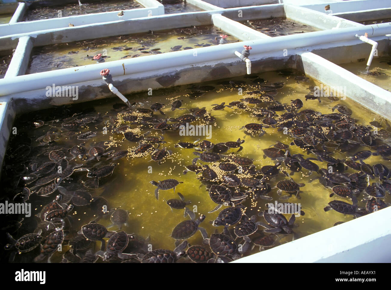 Turtle farming hi-res stock photography and images - Alamy