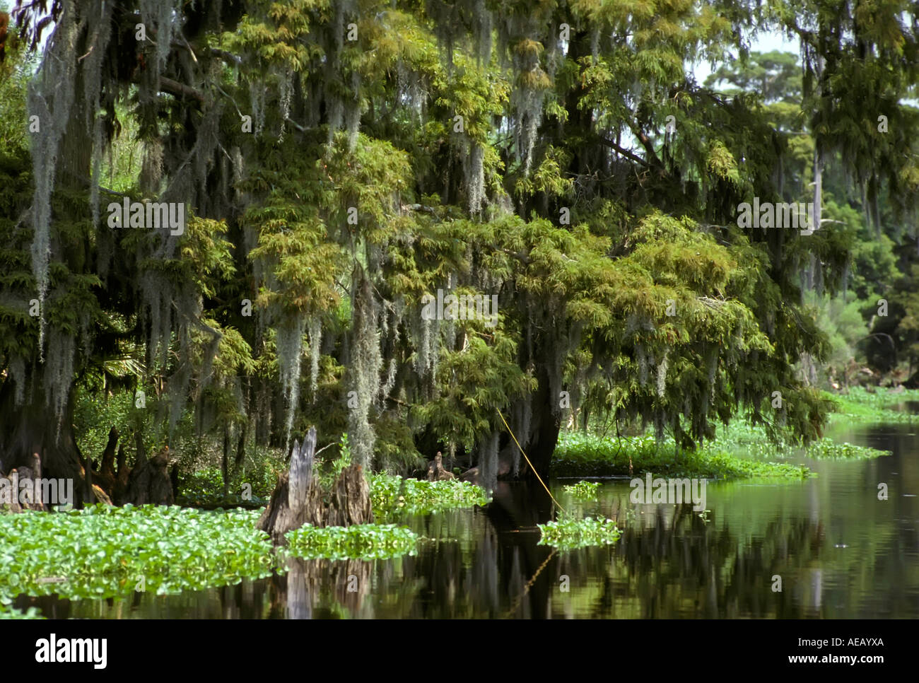 Marchek hi-res stock photography and images - Alamy