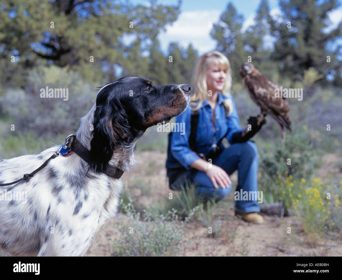 Person holding hawk hi-res stock photography and images - Alamy