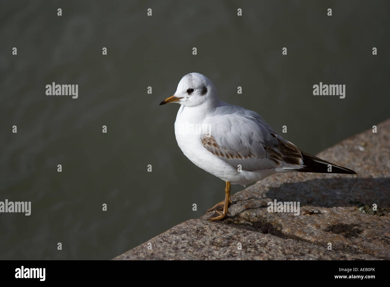 Quiet gull standing on riverside Stock Photo - Alamy