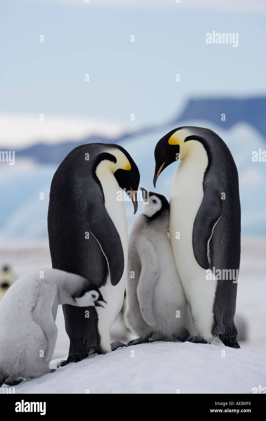 Antarctica Snow Hill Island Emperor Penguins Aptenodytes forsteri on ...