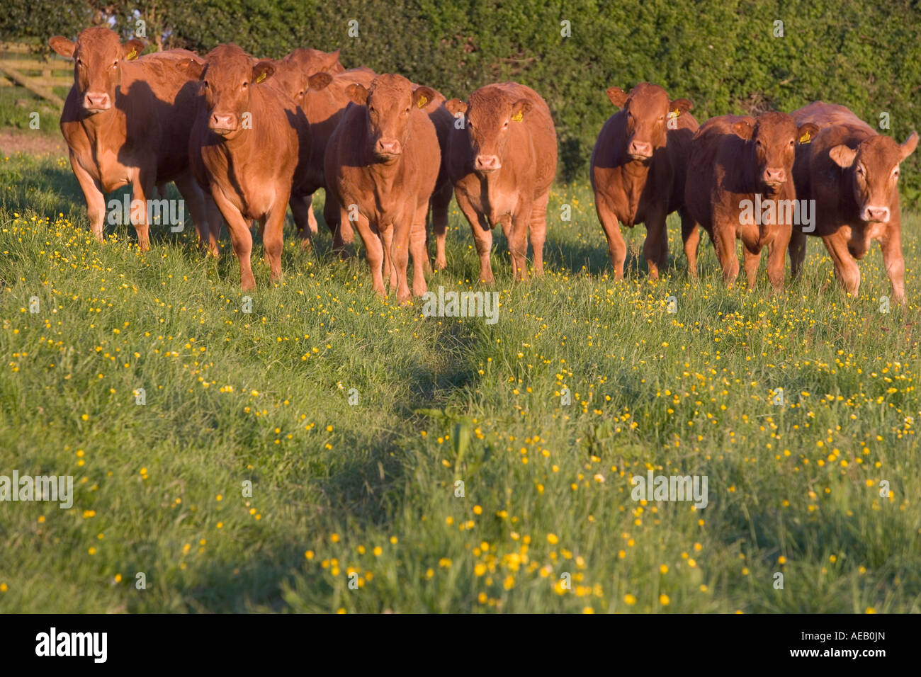 Devon cows hi-res stock photography and images - Alamy