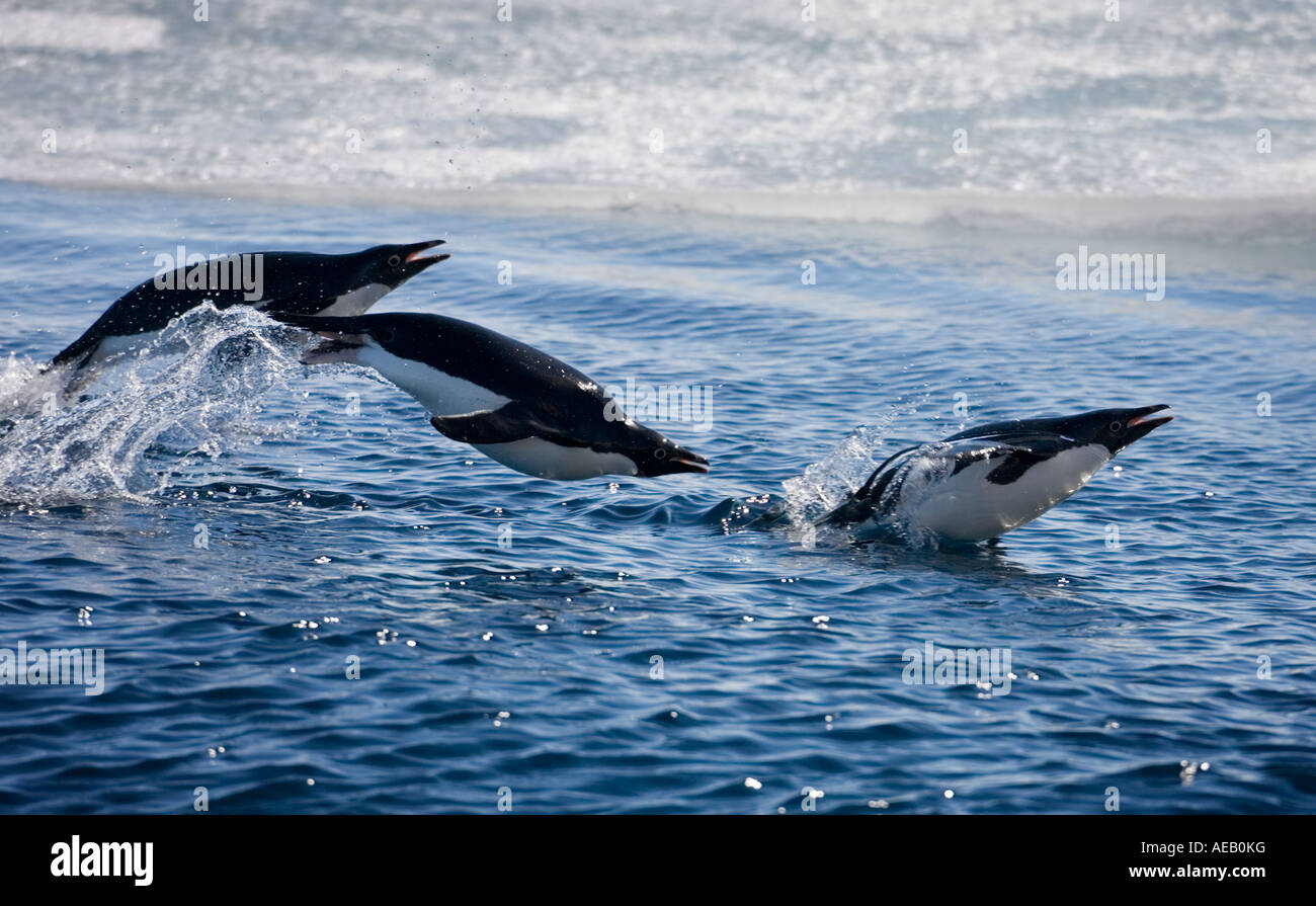 Antarctica Adelie Penguins Pygoscelis adeliae porpoising while swimming ...