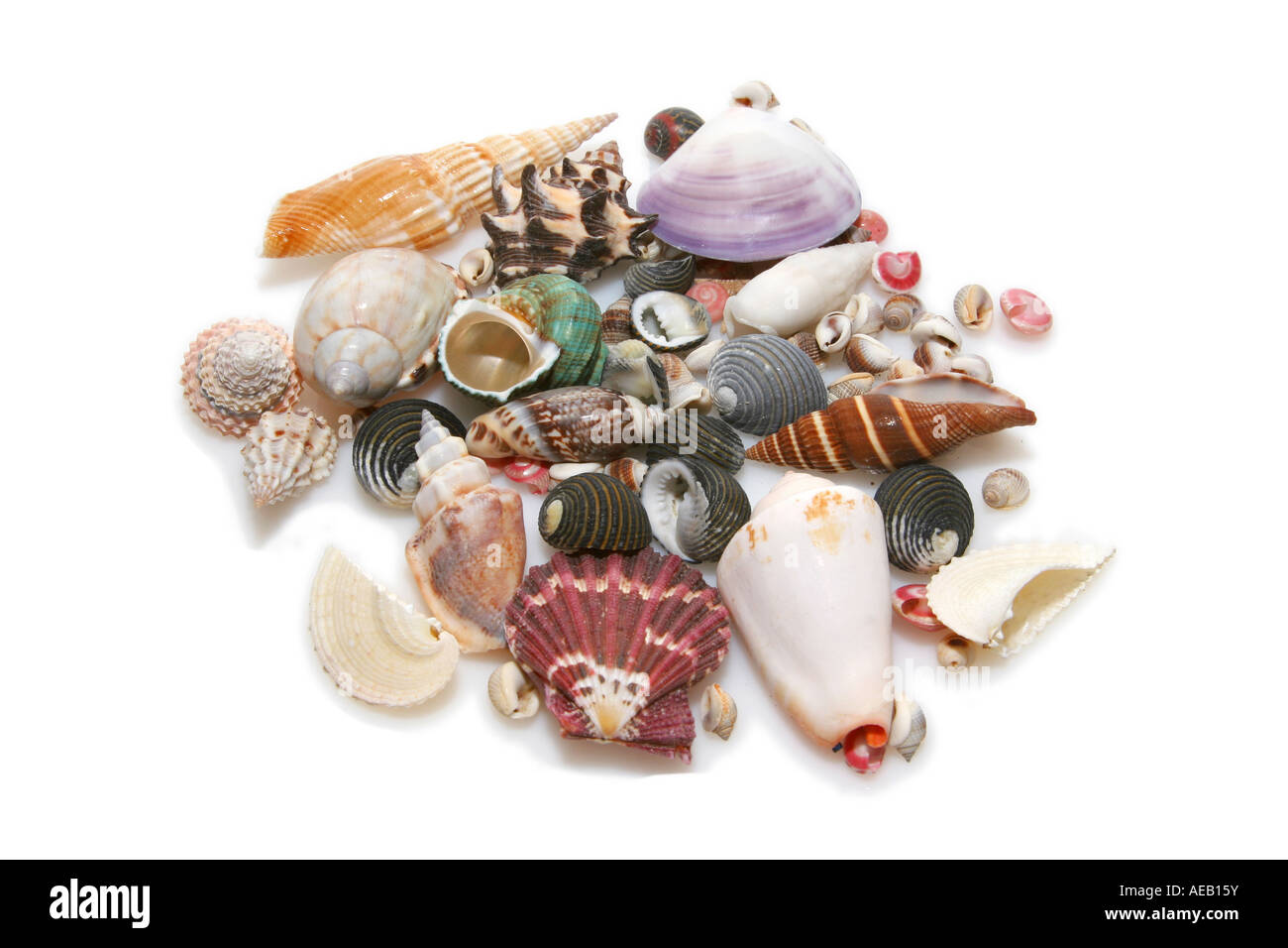 Bunch of shells hi-res stock photography and images - Alamy