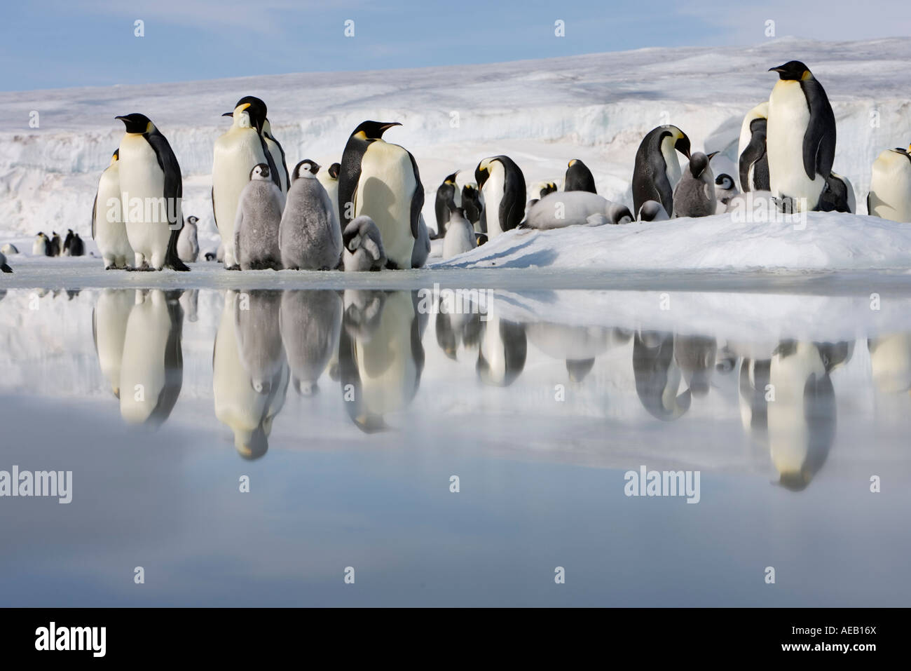 Antarctica Snow Hill Island Emperor Penguins Aptenodytes forsteri on ...