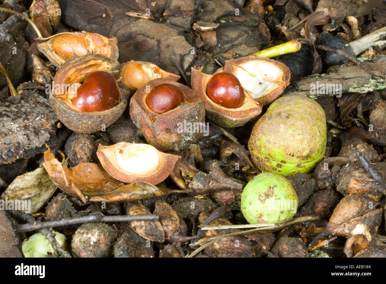 Conkers on ground hi-res stock photography and images - Alamy