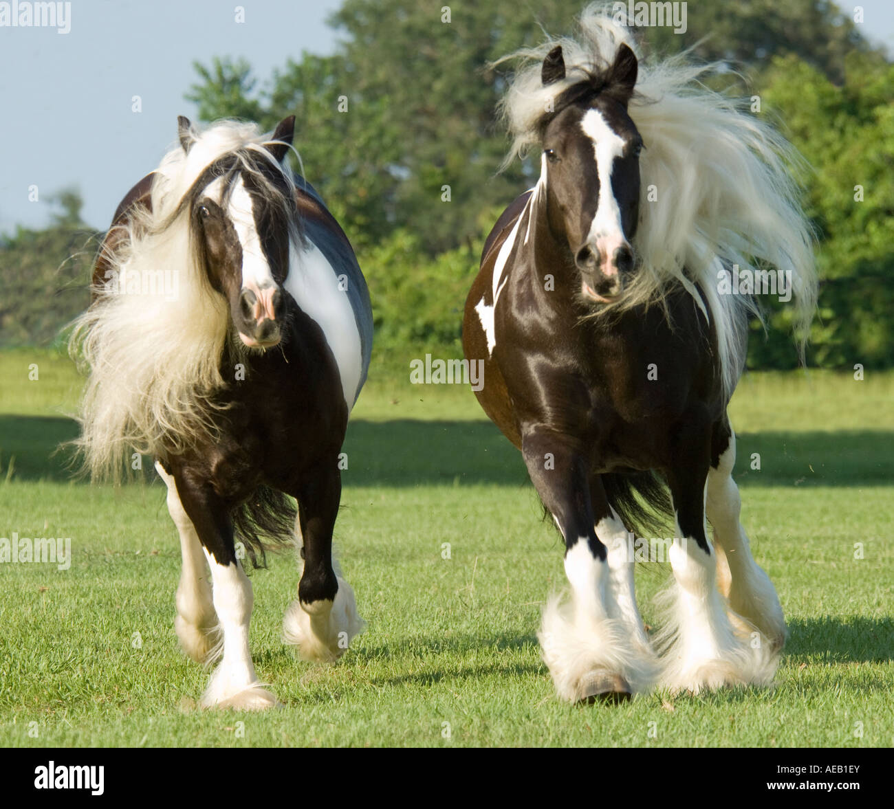Gypsy Vanner Horse fillies Stock Photo - Alamy