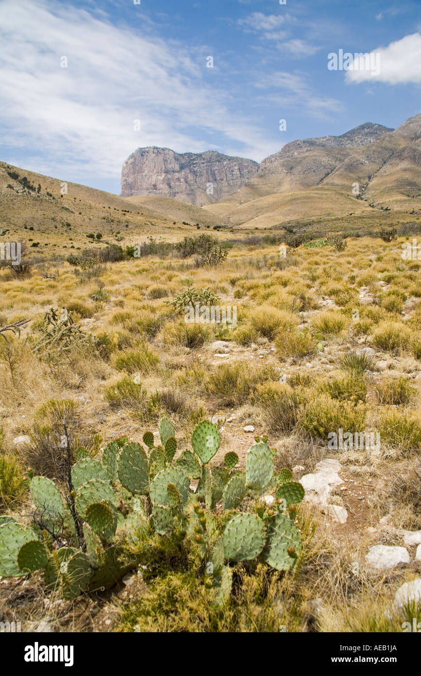 Cactus growing in Big Bend Ranch State Park, Texas, USA Stock Photo - Alamy