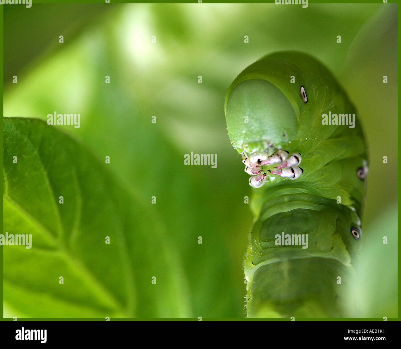Tobacco hornworm, Manduca sexta (Linnaeus); Tomato hornworm, Manduca ...