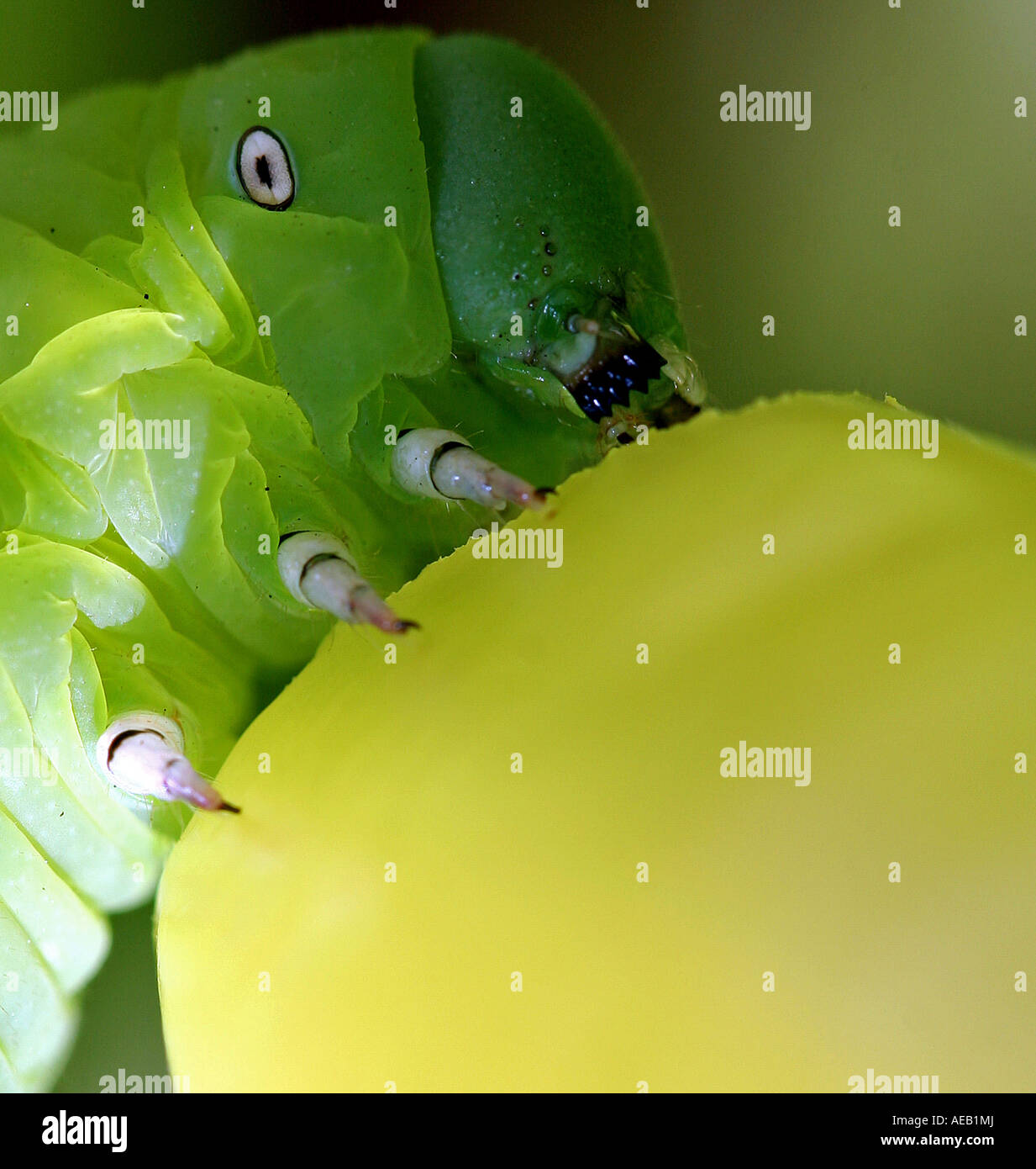 Tobacco hornworm, Manduca sexta (Linnaeus); Tomato hornworm, Manduca ...