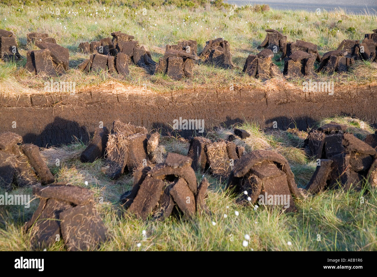 Cut stacks of peat drying in Scottish Borders, UK Stock Photo - Alamy