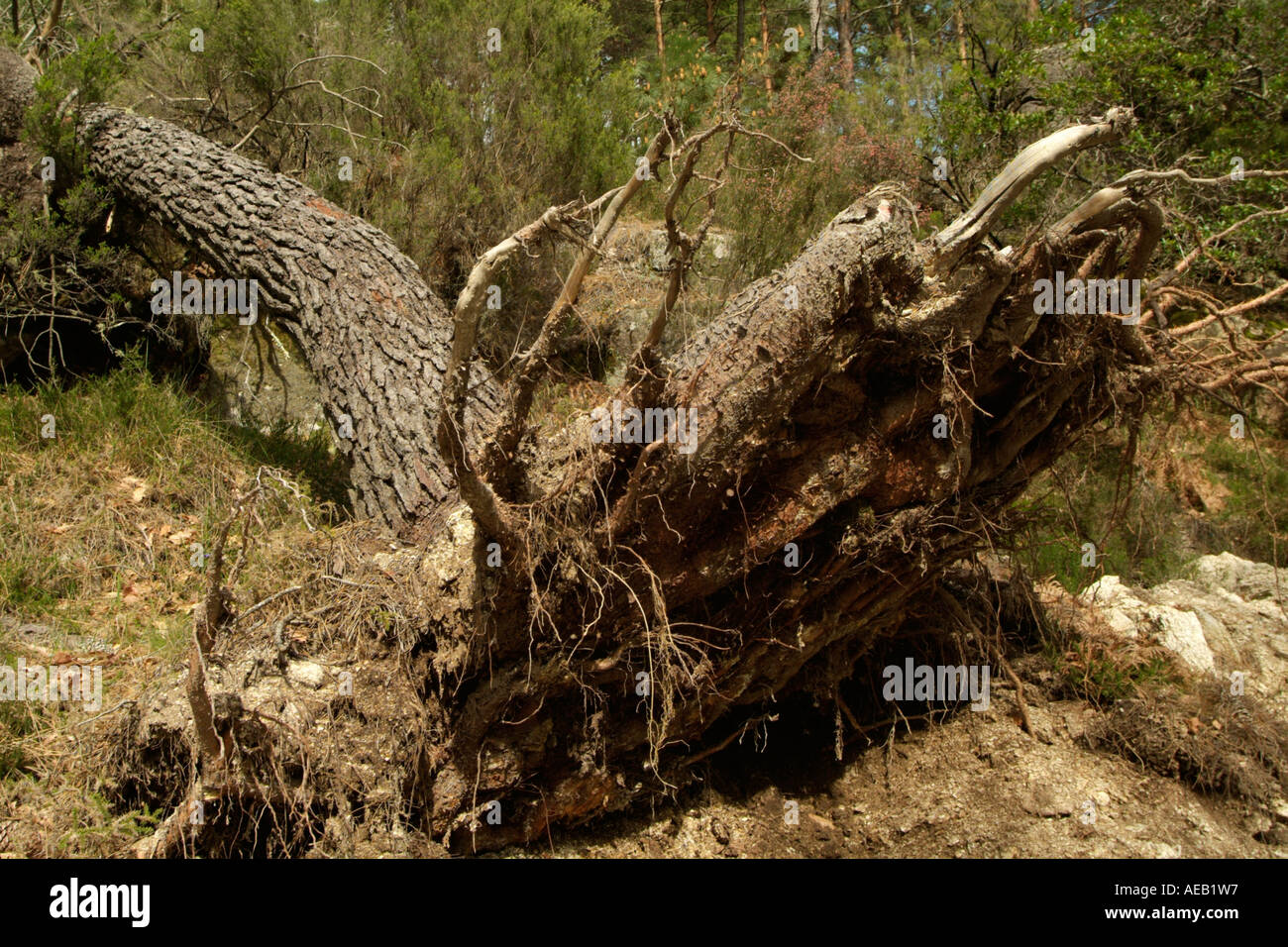 pine wood tree fallen in the ground Stock Photo - Alamy