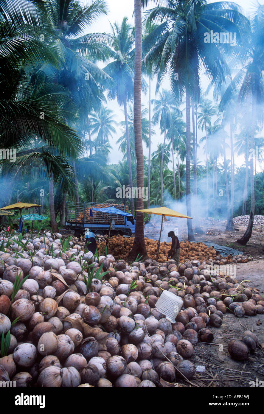 Processing coconuts hi-res stock photography and images - Alamy