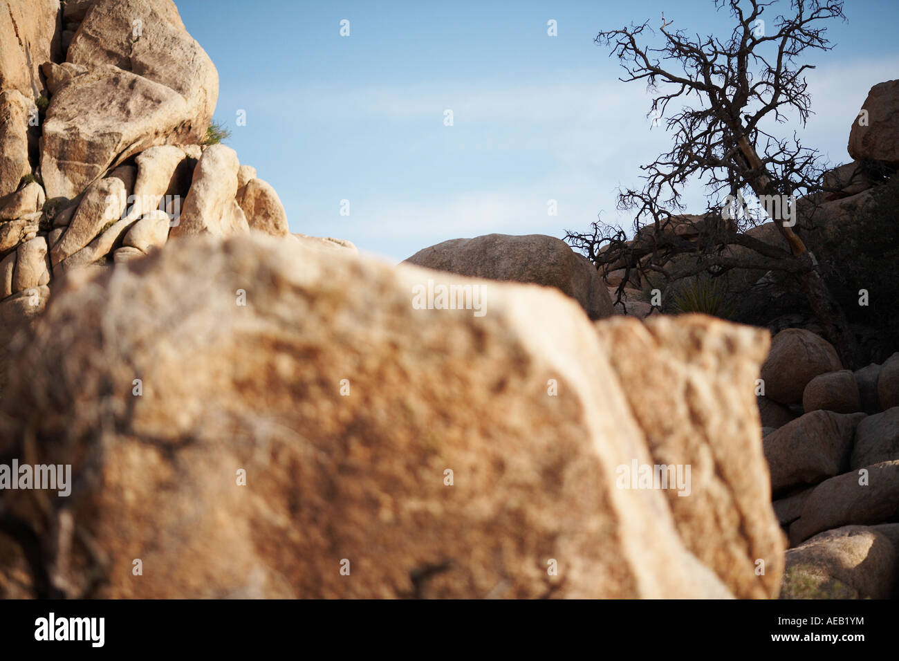 Dying joshua tree hi-res stock photography and images - Alamy