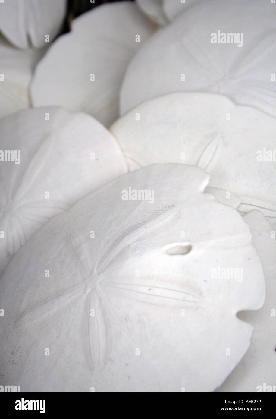 group of sand dollars Stock Photo - Alamy