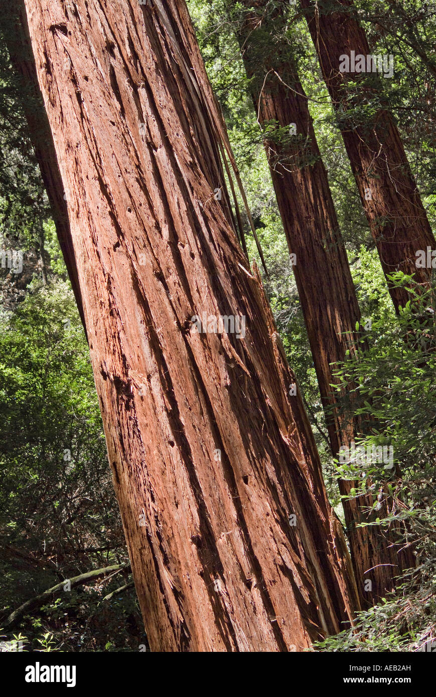 Bark of redwood tree in Muir Woods National Monument San Francisco ...