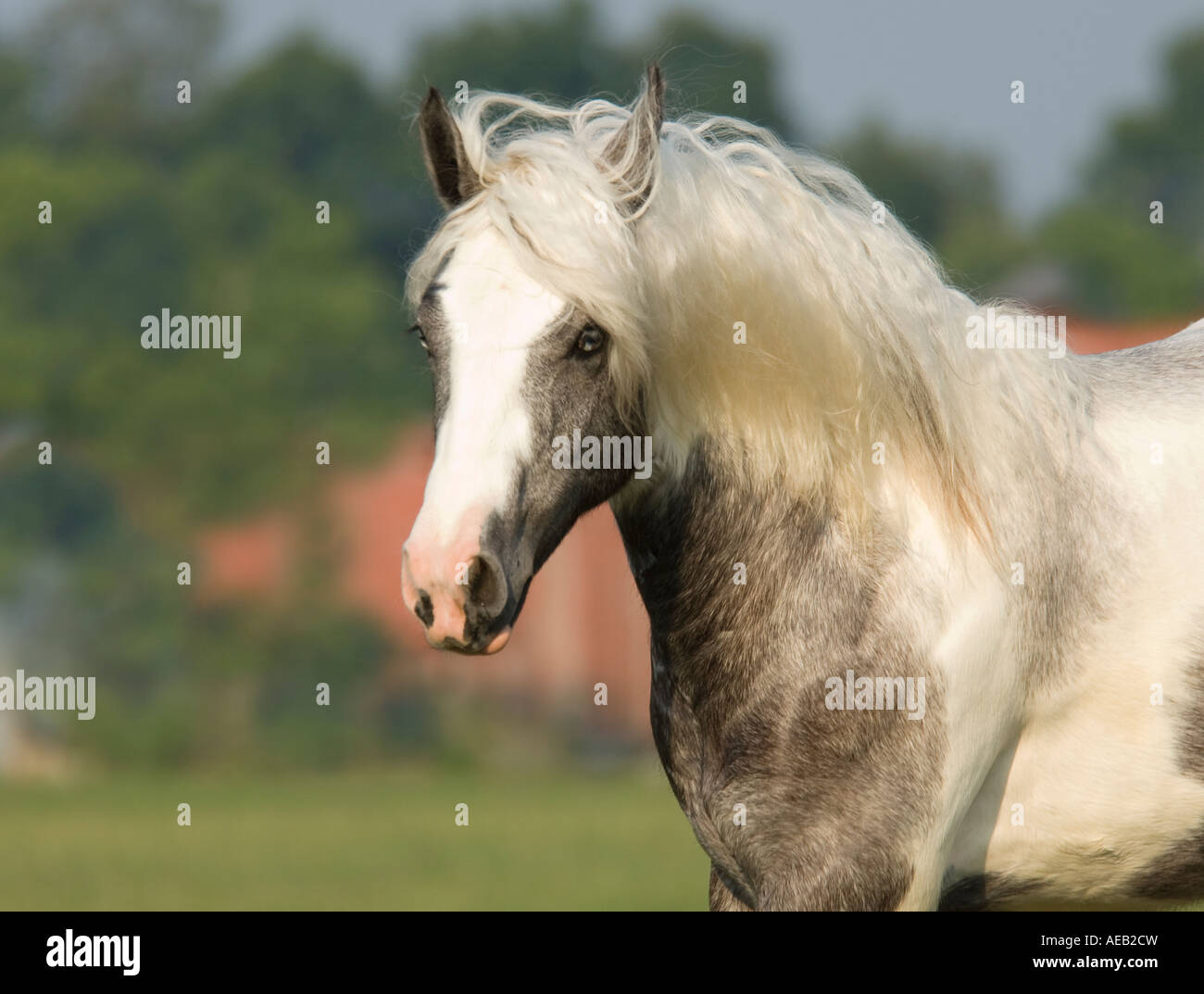Gypsy Vaner Horse colt Stock Photo - Alamy