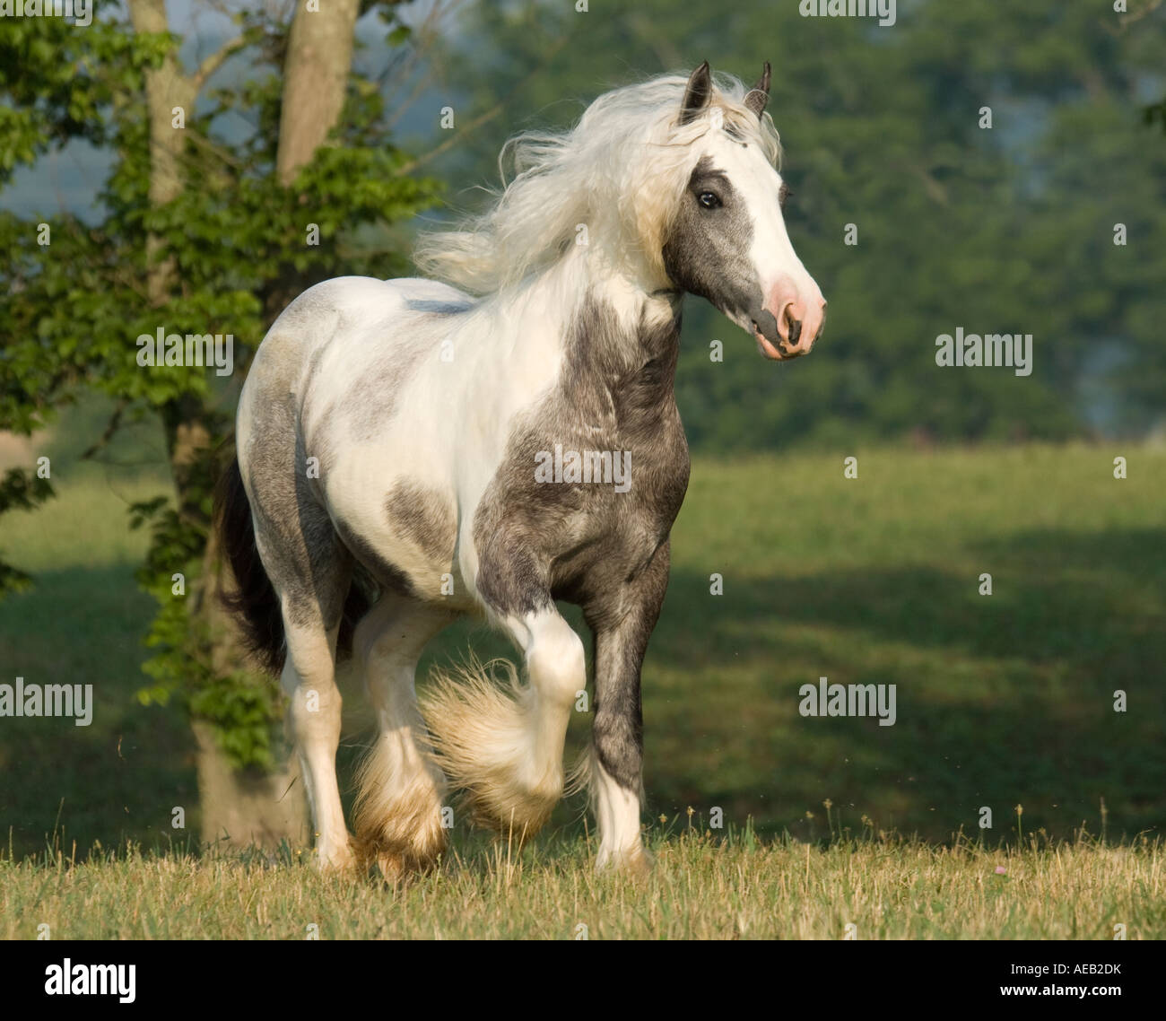 Gypsy Vaner Horse colt Stock Photo - Alamy