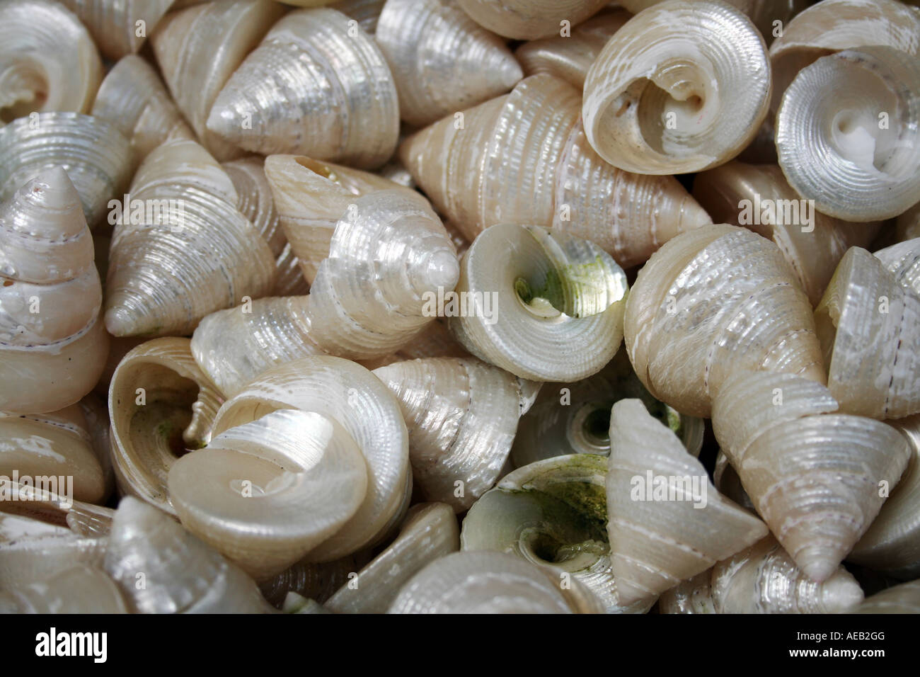 Spiral shaped shells hi-res stock photography and images - Alamy