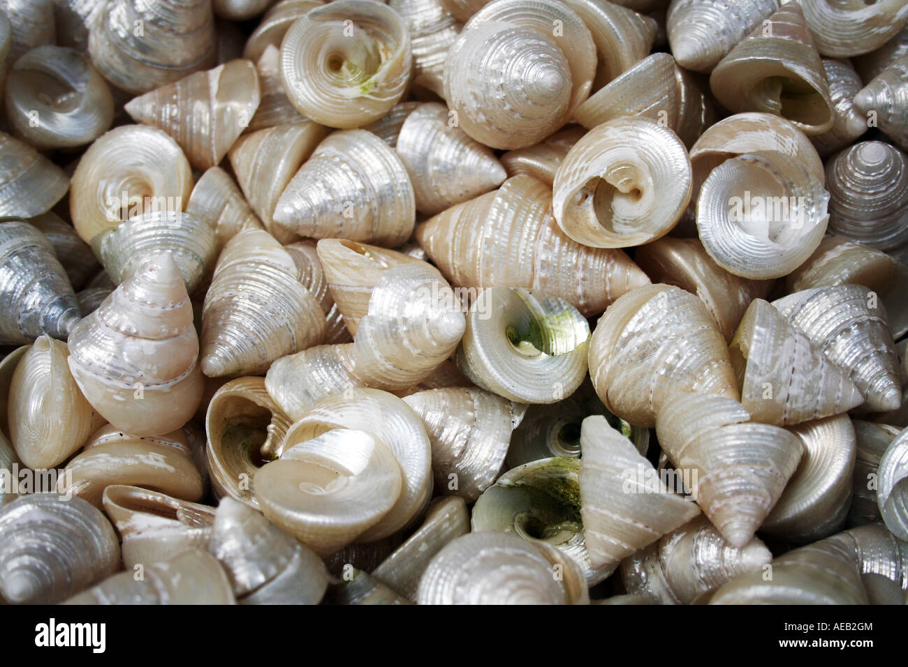 Cone Shaped Seashells Stock Photo - Alamy