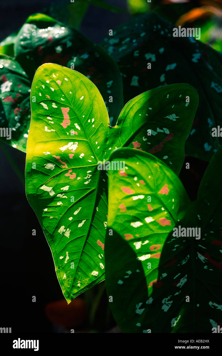Beautiful Leaf from the Coastal Region Of Mexico Stock Photo - Alamy