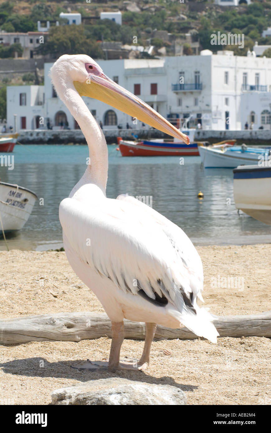 Mykonos Pelican on sand in front of water with traditional low rise ...