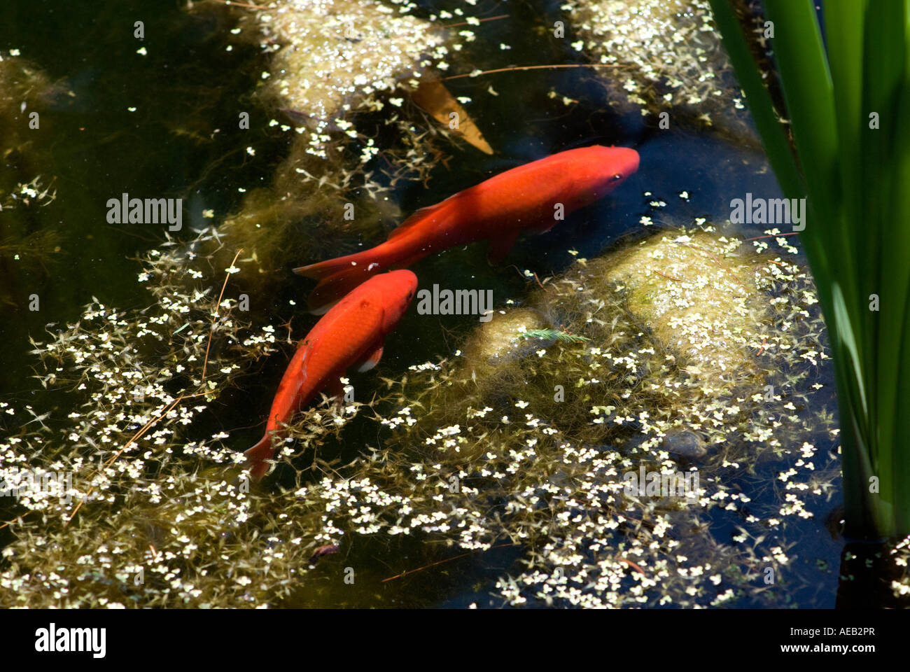 Bog carps hi-res stock photography and images - Alamy