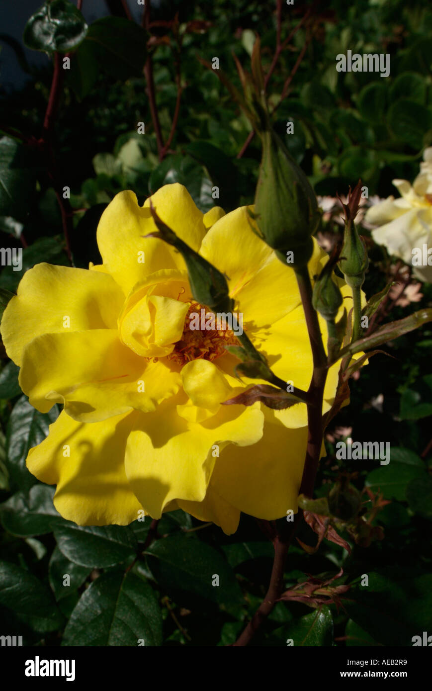 Rose botanic yellow shrubs hi-res stock photography and images - Alamy