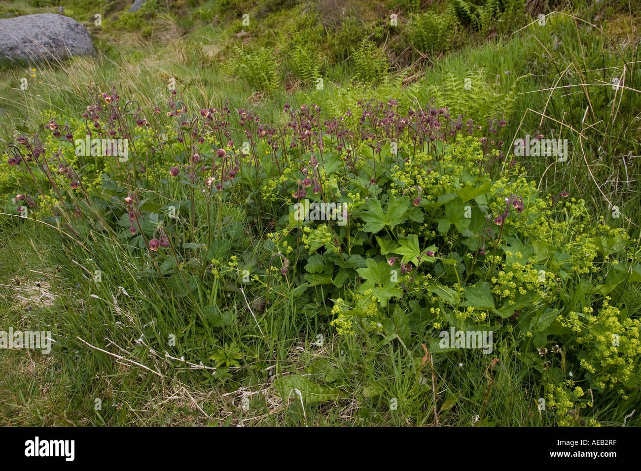 Rich in flora hi-res stock photography and images - Alamy