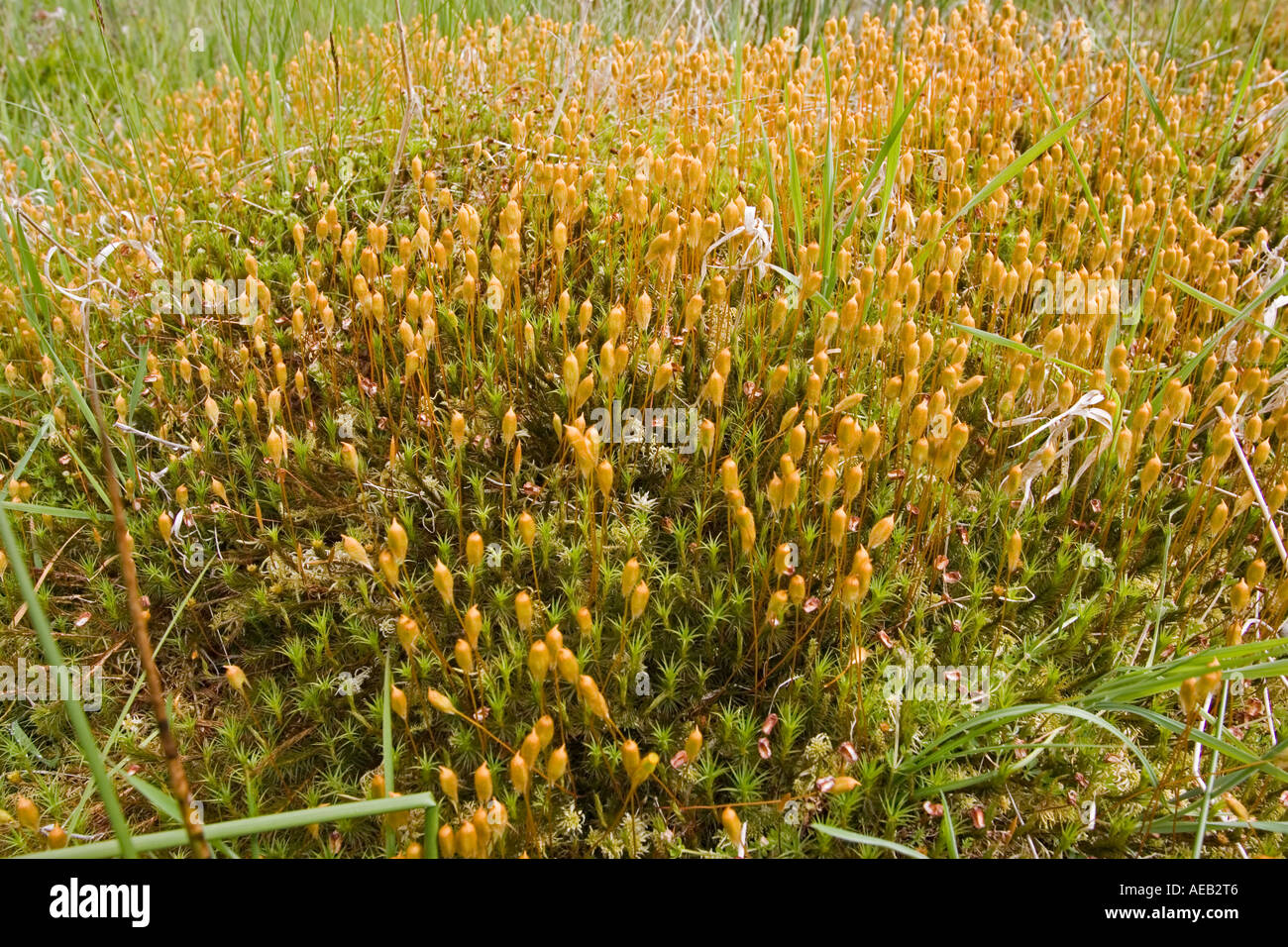 Club mosses hi-res stock photography and images - Alamy