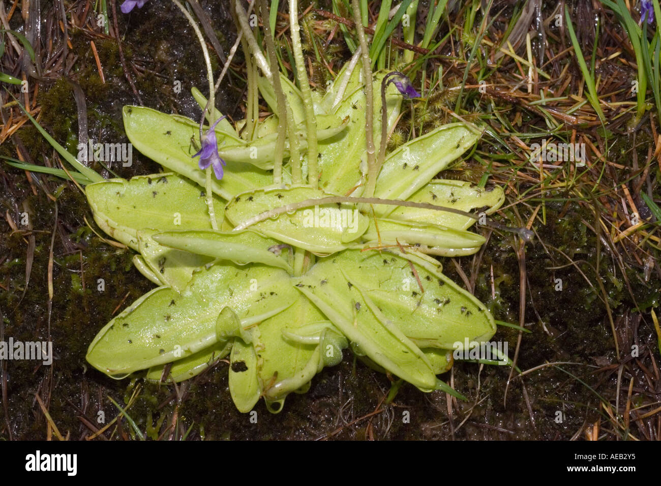 Butterwort Pinguicula vulgaris an inconspicous insectivorous plant in ...