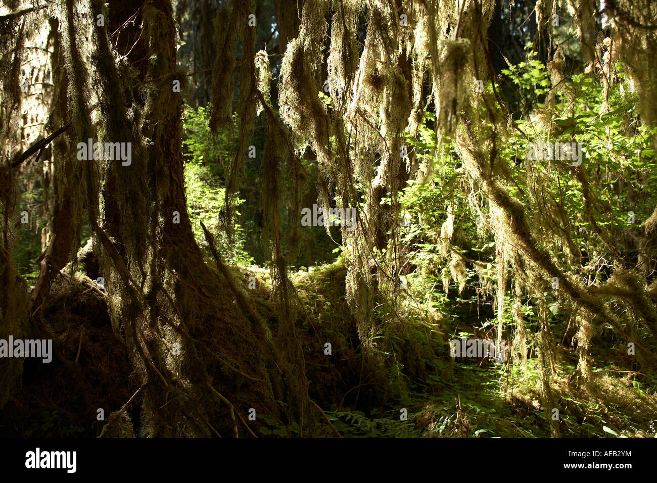 Tree Log with Moss and Brush Growing Over it in The Hoh Temperate Rain ...