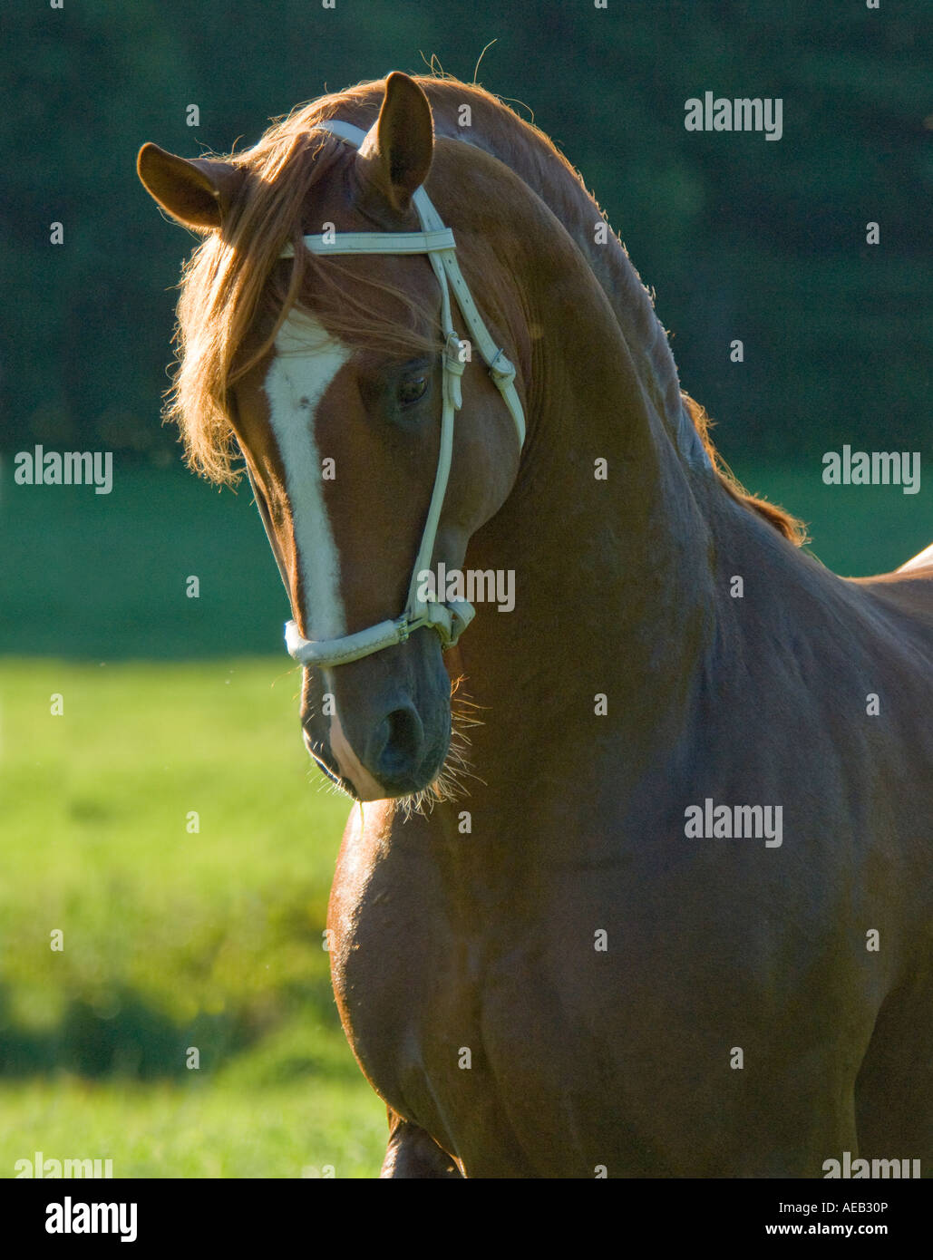 portait of Andalusian stallion horse Stock Photo - Alamy