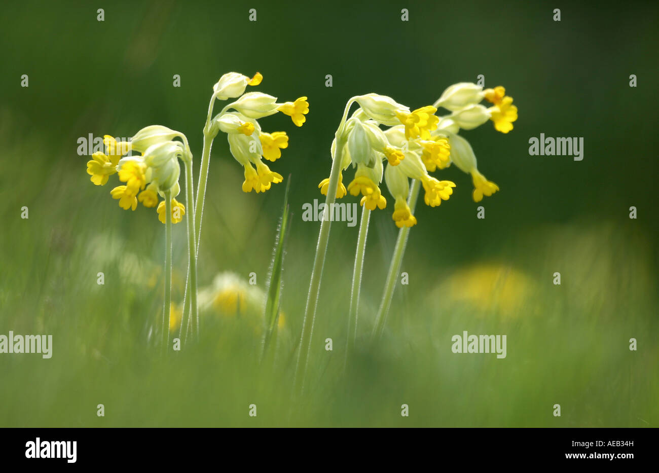 Cowslips (Primula veris) taken at ground level Stock Photo - Alamy
