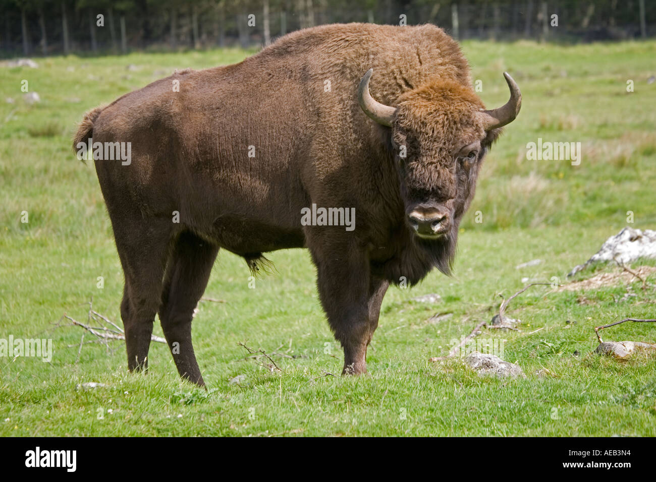 European bison Bison bonasus Highland Wildlife Park Scotland UK Stock ...